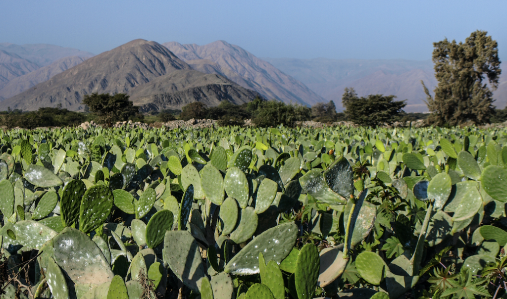 Cochineal Cultivation, Cochinilla, carmine, natural colors, food ...